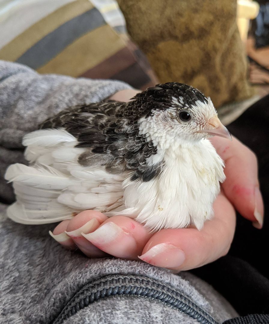 Button Quails As Pets