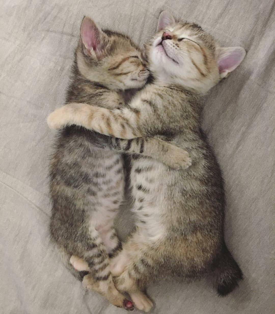 Two Cats Cuddling